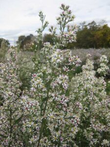 Arrowleaf Aster, PA Ecotype - Ernst Seeds