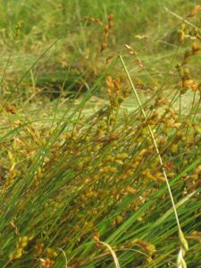 Blunt Broom Sedge, PA Ecotype - Ernst Seeds