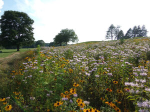 Perennial Annual Butterfly and Hummingbird Attractor Mix - Ernst Seeds