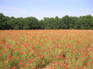 Corn Poppy, Red - Ernst Seeds