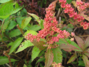Ditch Stonecrop, PA Ecotype - Ernst Seeds