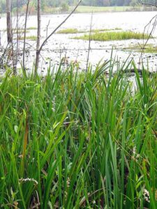 Eastern Bur Reed - Ernst Seeds