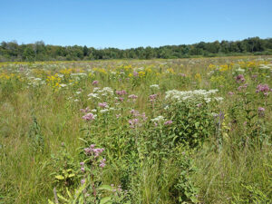 FACW Wetland Meadow Mix: A Pollinator Habitat and Erosion Control