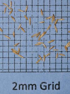 Fowl Bluegrass - Ernst Seeds