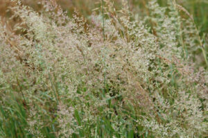 Fowl Bluegrass - Ernst Seeds