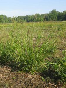 Fowl Mannagrass, PA Ecotype - Ernst Seeds