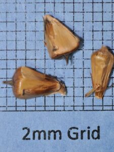 Giant Bur Reed, PA Ecotype - Ernst Seeds