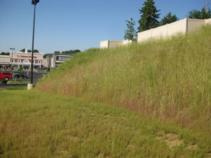 Native Steep Slope Mix Blend with Annual Ryegrass