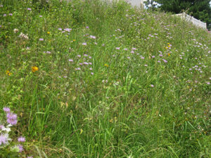 Native Steep Slope Mix Blend with Annual Ryegrass