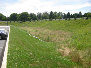 Retention Basin Floor Mix - Low Maintenance - Ernst Seeds