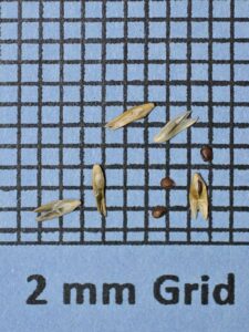 Rough Dropseed - Ernst Seeds