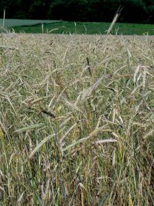 Rye, 'Aroostook', Common - Ernst Seeds