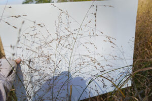 Switchgrass, 'Cave-In-Rock' - Ernst Seeds