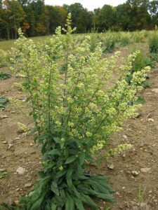 White Goldenrod, PA Ecotype - Ernst Seeds