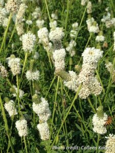 White Prairie Clover - Ernst Seeds