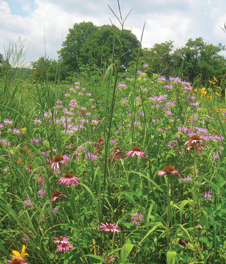 Plant Locally Created Pollinator-Friendly Habitats with Native Seeds