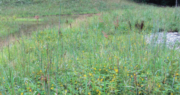 Stormwater Management Planting Guide | Ernst Conservation Seeds