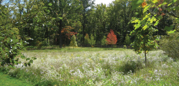 Planting Guide for Uplands, Meadows & Pollinator Projects | Ernst ...