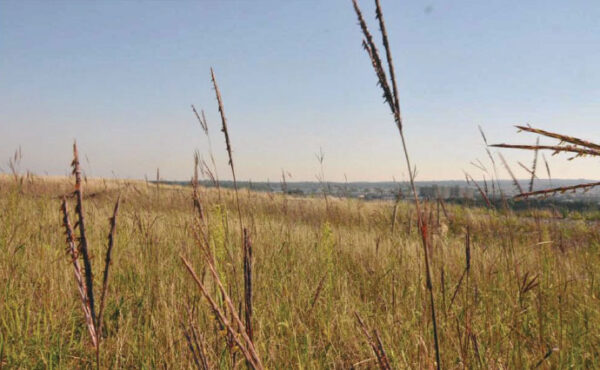 Disturbed Sites and Steep Slopes Planting Guide | Ernst Conservation Seeds