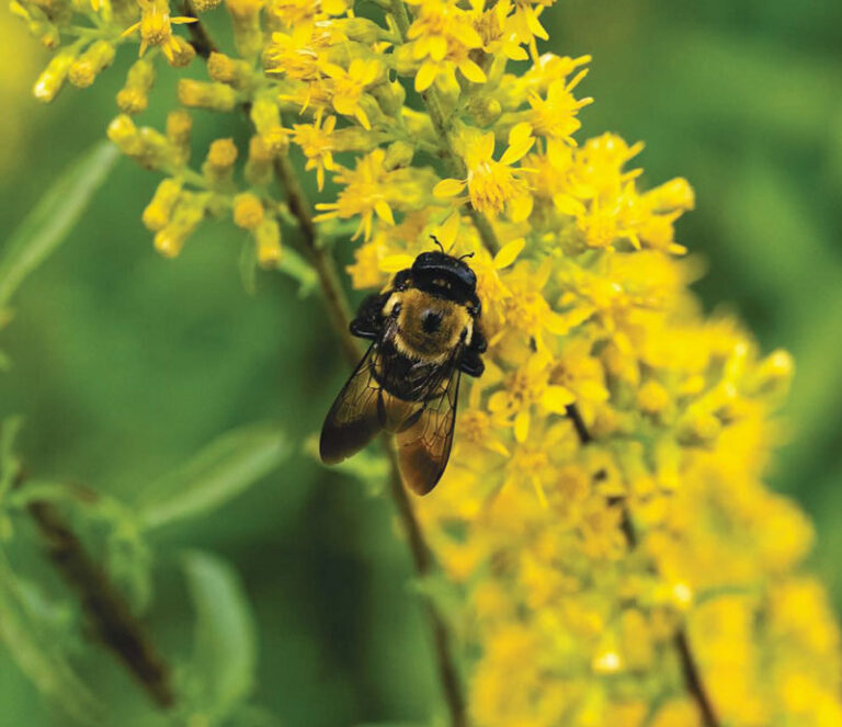 Plant Locally Created Pollinator-Friendly Habitats with Native Seeds