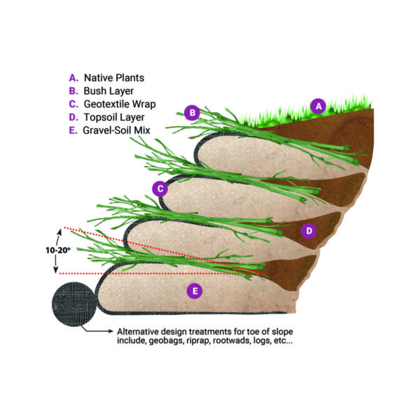 Bioengineering Materials Selection and Planting | Ernst Conservation Seeds