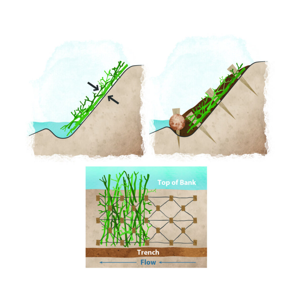 Bioengineering Materials Selection and Planting | Ernst Conservation Seeds