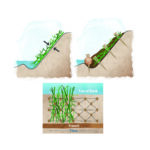 Bioengineering Materials Selection and Planting | Ernst Conservation Seeds