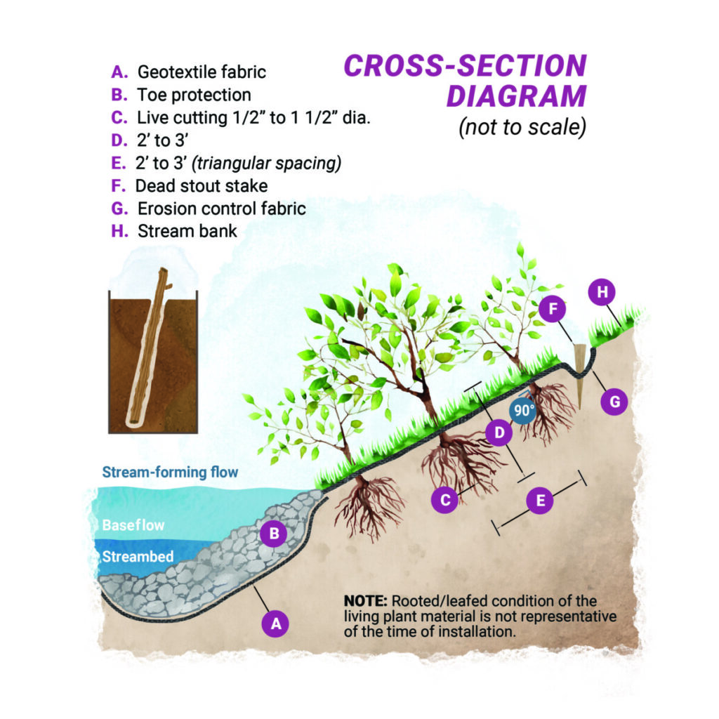Bioengineering Materials Selection and Planting | Ernst Conservation Seeds
