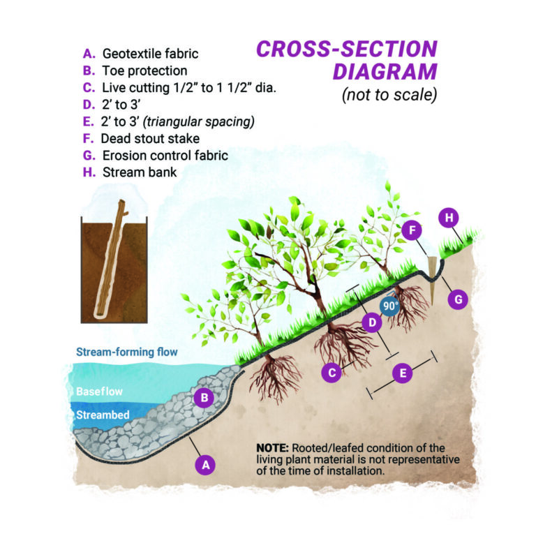 Bioengineering Materials Selection and Planting | Ernst Conservation Seeds