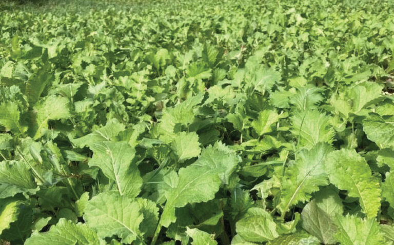 Wildlife Habitat & Food Plots Planting Guide | Ernst Conservation Seeds