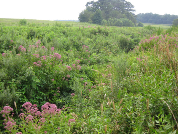 Riparian Areas Restoration Planting Guide | Ernst Conservation Seeds