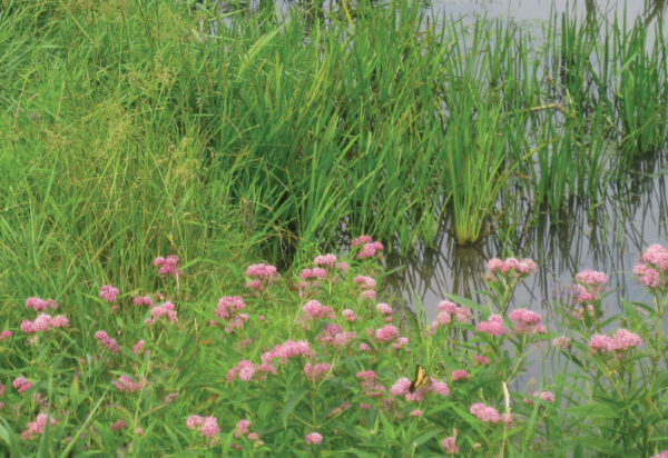 Wet Meadows & Wetland Planting Guide