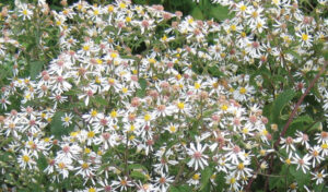 Partially Shaded Sites Planting Guide | Ernst Conservation Seeds