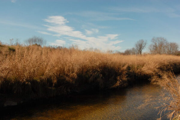 Switchgrass for Riparian Buffers | Ernst Conservation Seeds