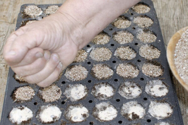 Milkweed Seed Germination Protocol | Ernst Conservation Seeds