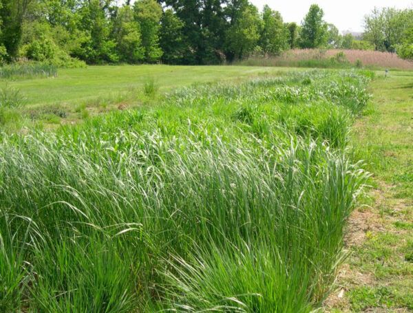 Switchgrass for Riparian Buffers | Ernst Conservation Seeds