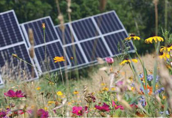 Pollinator Habitat for Bees, Butterflies and Other Pollinators | Ernst ...