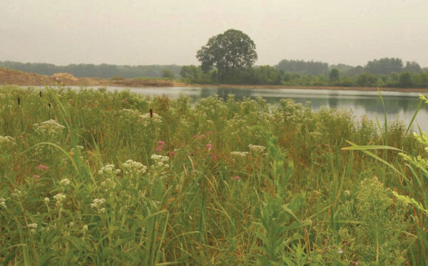 Disturbed Sites and Steep Slopes Planting Guide | Ernst Conservation Seeds