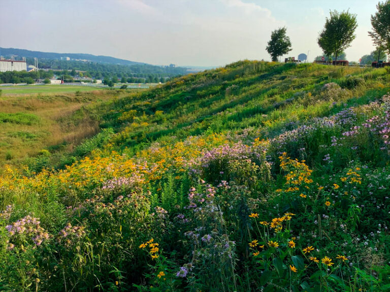 Developing a Meadow with Pollinators in Mind - Ernst Seeds