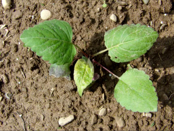 Help Guides for Planting Native and Naturalized Seed Projects | Ernst ...