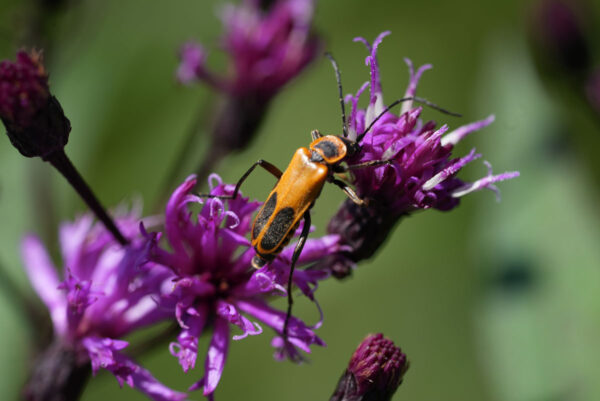 Ernst Conservation Seeds offers hundreds of species of native ...