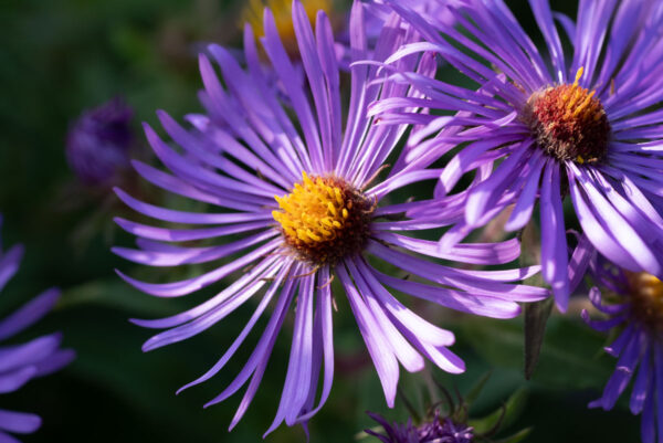 Planting for Monarchs: How to Build a Butterfly-Friendly Garden