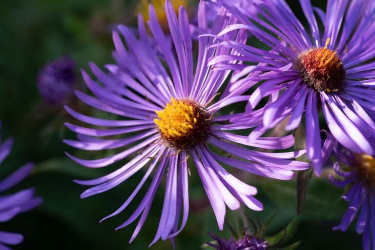 Understanding Pure Live Seed | Ernst Conservation Seeds