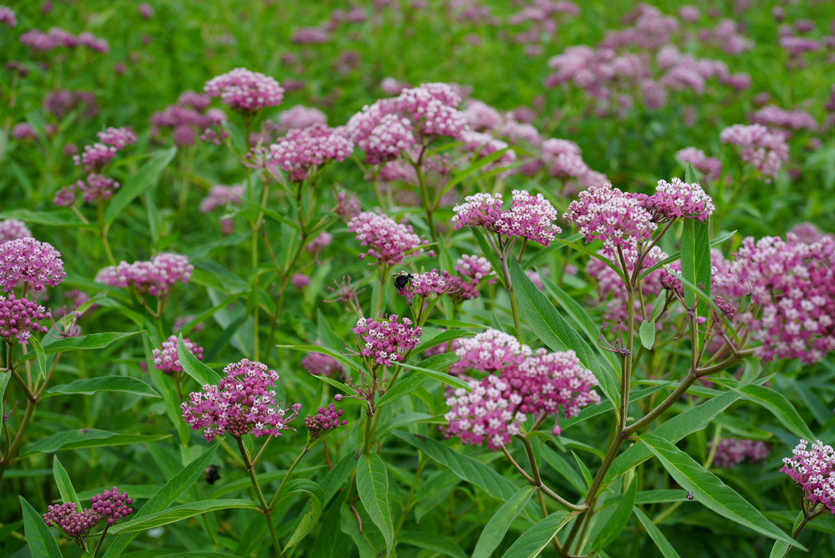 About Ernst Conservation Seeds