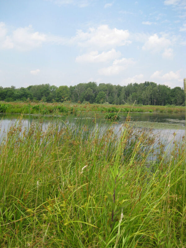 Ernst Native Seed Mixes to Boost Wetland Conservation Results