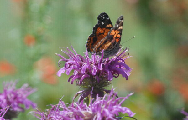 Plant Locally Created Pollinator-Friendly Habitats with Native Seeds