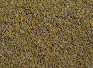 Understanding Pure Live Seed | Ernst Conservation Seeds