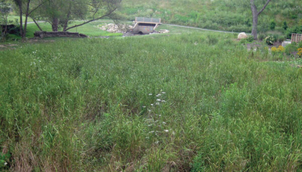 Using Native Seeds in Successful Stormwater Management