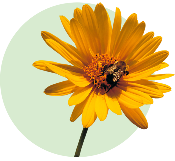 Ernst Conservation Seeds offers hundreds of species of native ...