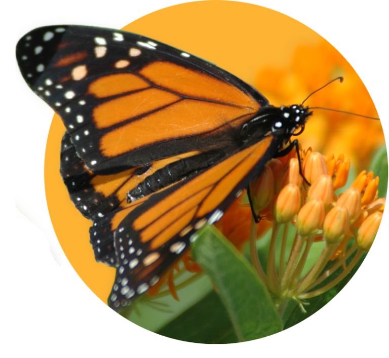 Ernst Conservation Seeds offers hundreds of species of native ...